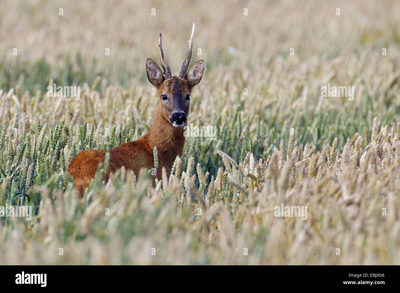 roe deer (Capreolus capreolus), buck in a wheat field, Germany, Lower ...
