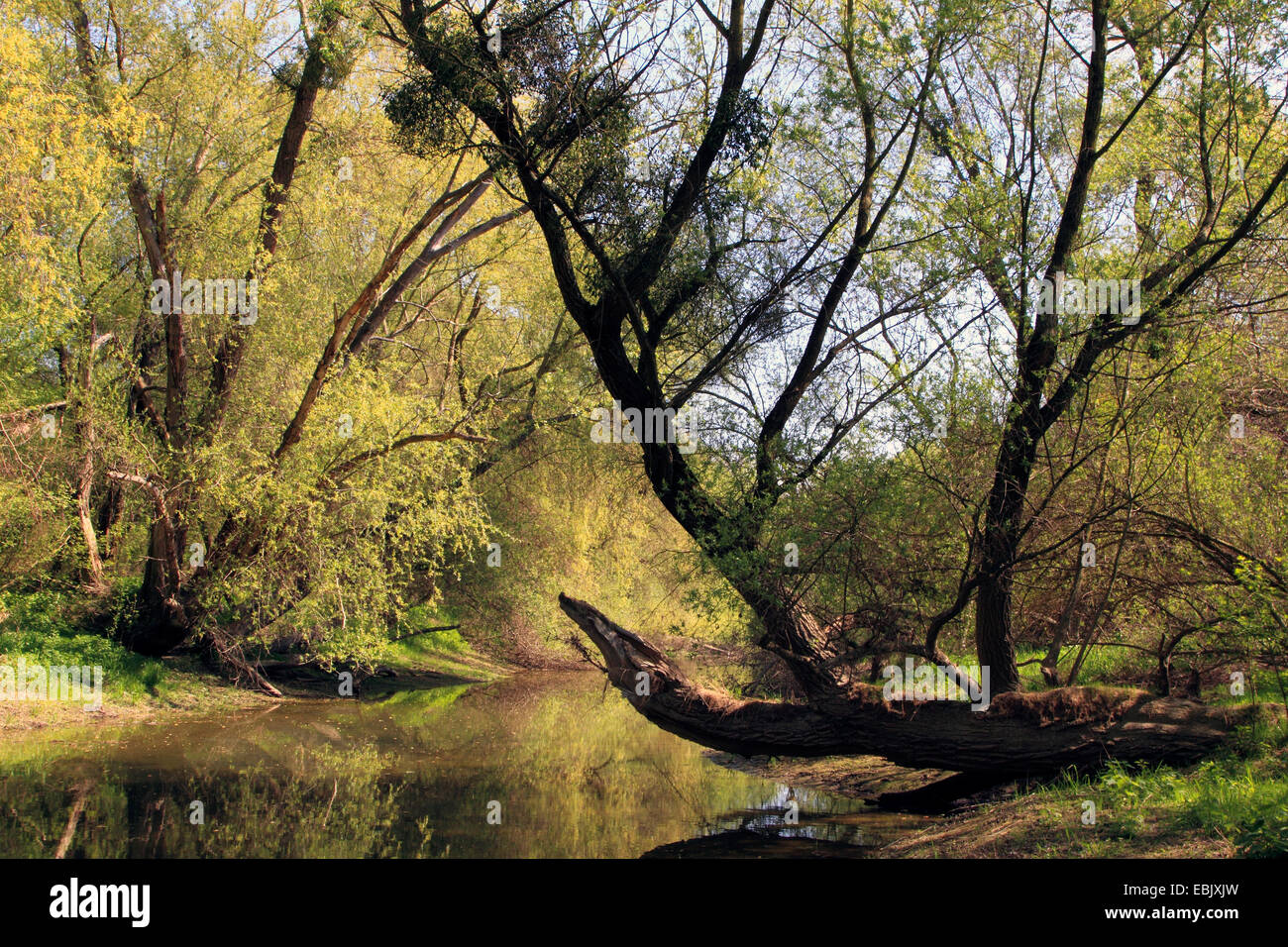 floodplain forest in spring, Germany Stock Photo - Alamy
