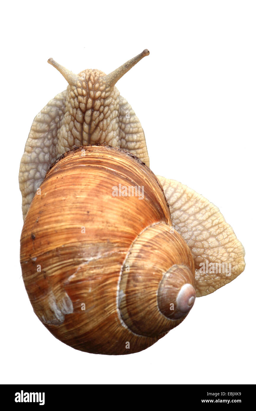 Vineyard snails hi-res stock photography and images - Alamy