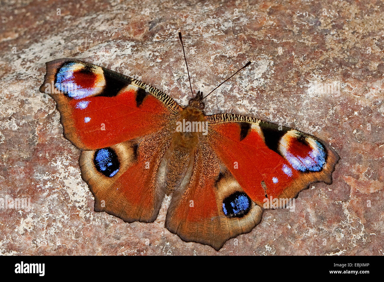 peacock moth, peacock (Inachis io, Nymphalis io), sitting on the ground ...