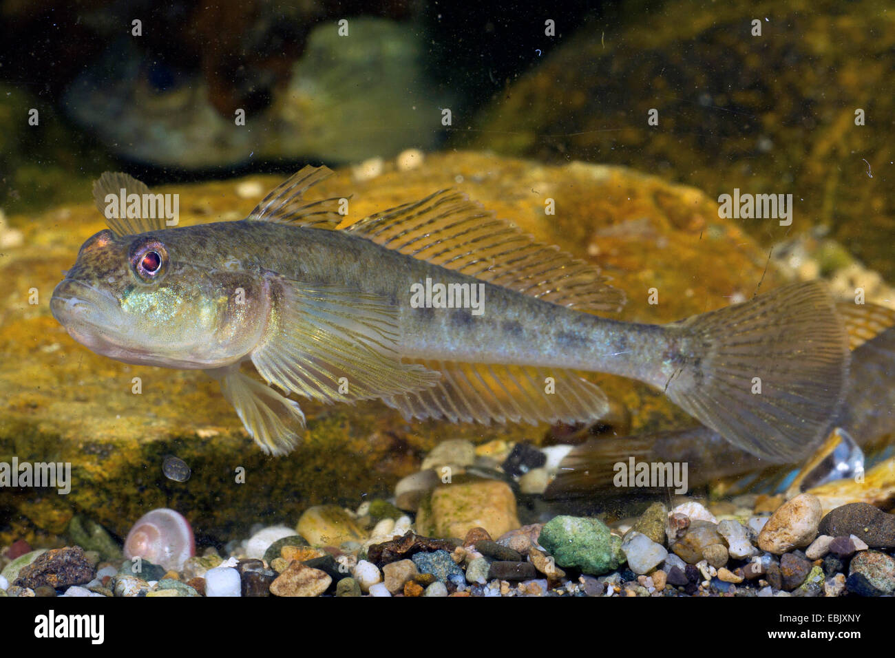 river goby, monkey goby (Gobius fluviatilis, Neogobius fluviatilis ...