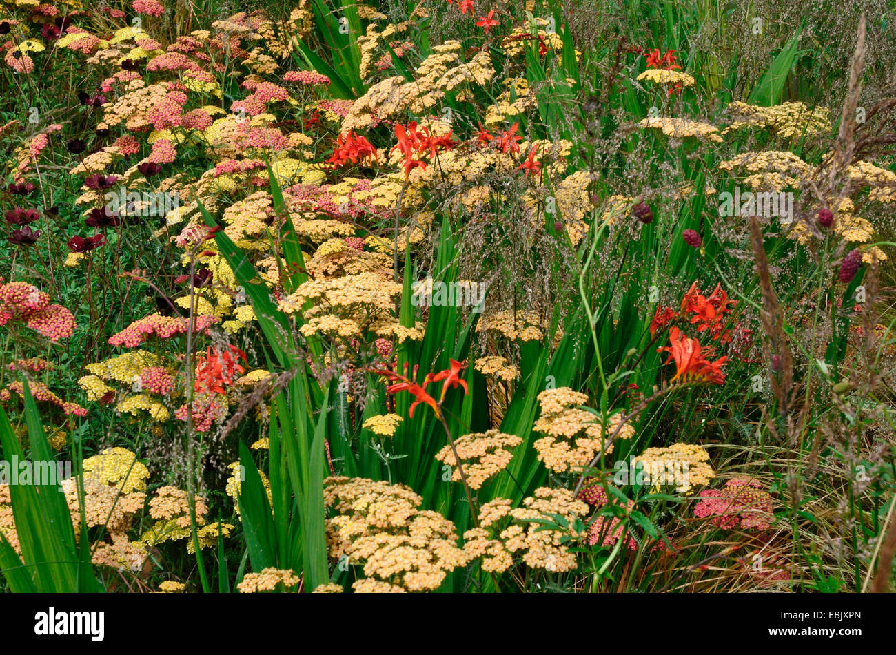 Achillea flower border hi-res stock photography and images - Alamy