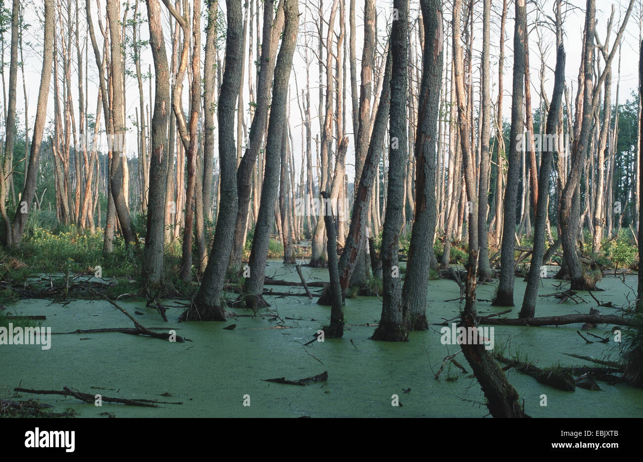 common alder, black alder, European alder (Alnus glutinosa), swamp ...