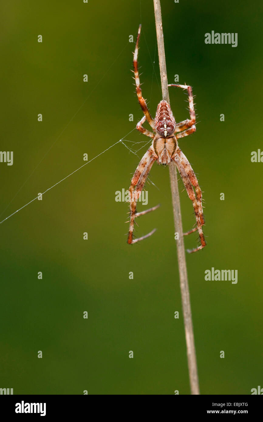 cross orbweaver, European garden spider, cross spider (Araneus ...