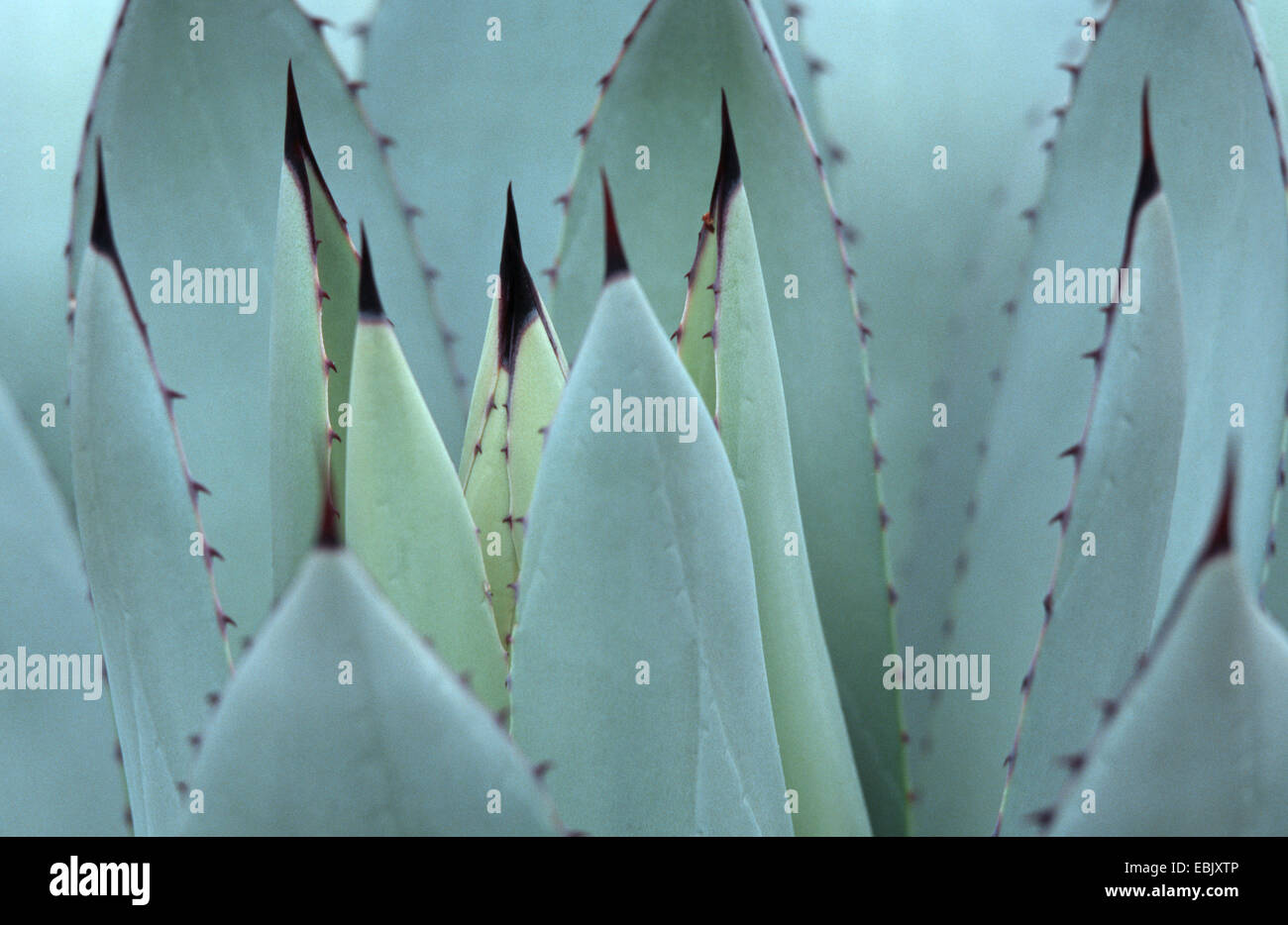 confederate rose (Agave parrasana), leaves Stock Photo - Alamy