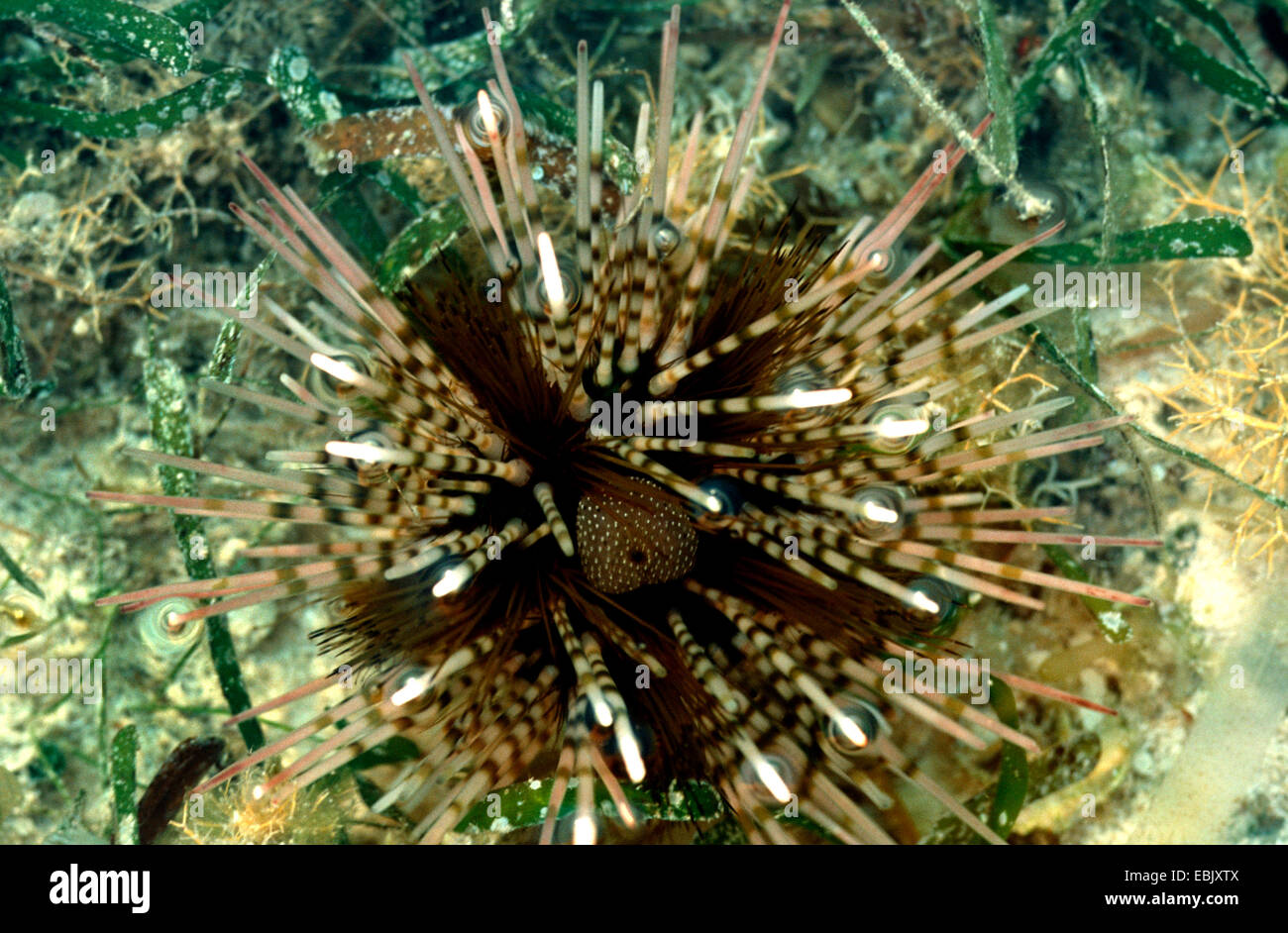 Echinothrix calamaris (Echinothrix calamaris Stock Photo - Alamy