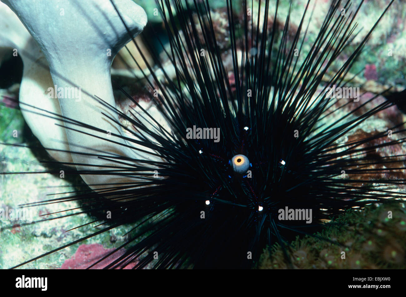 Longspined sea urchin diadema hi-res stock photography and images - Alamy