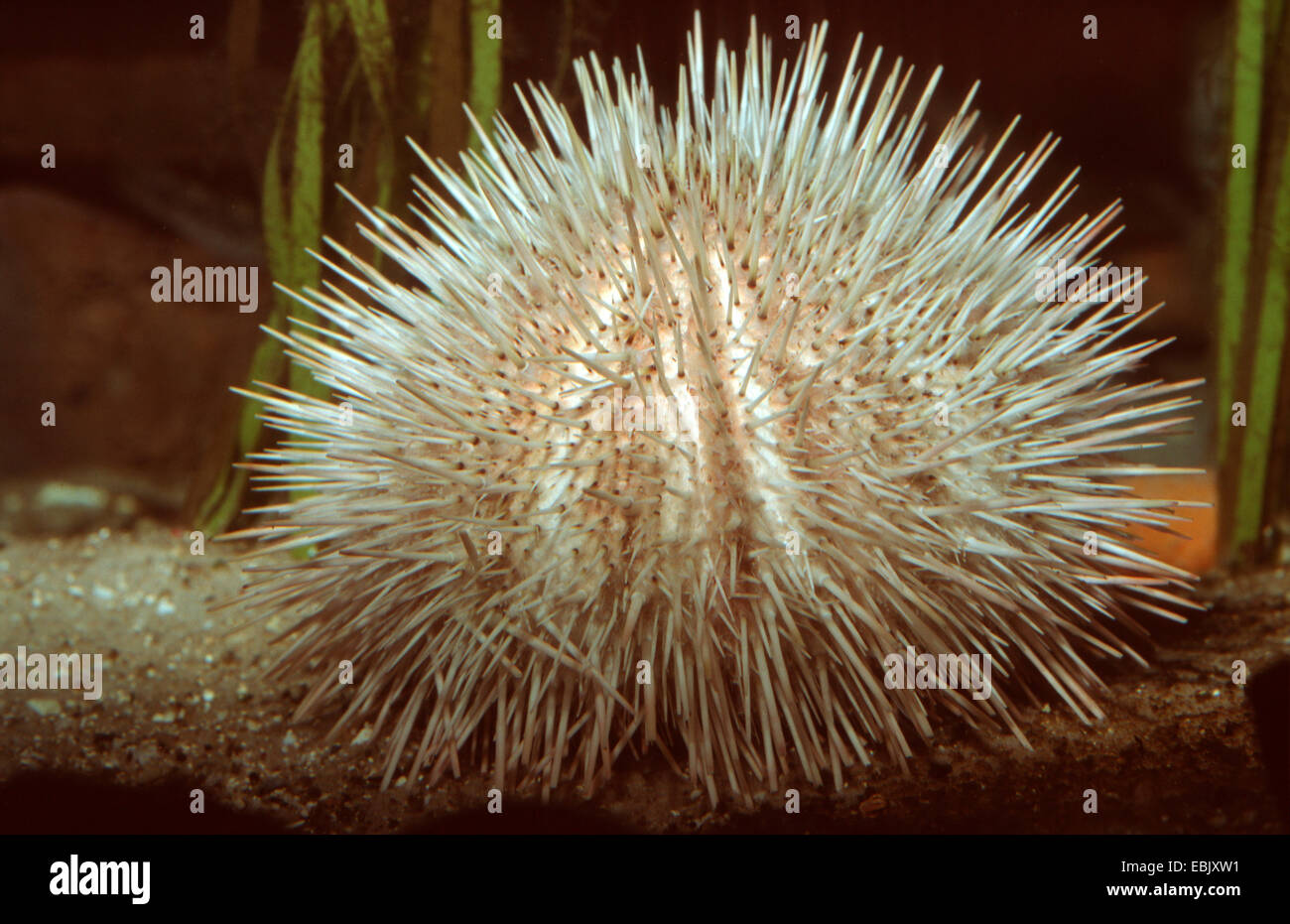 melon urchin (Echinus melo), on sea ground Stock Photo - Alamy