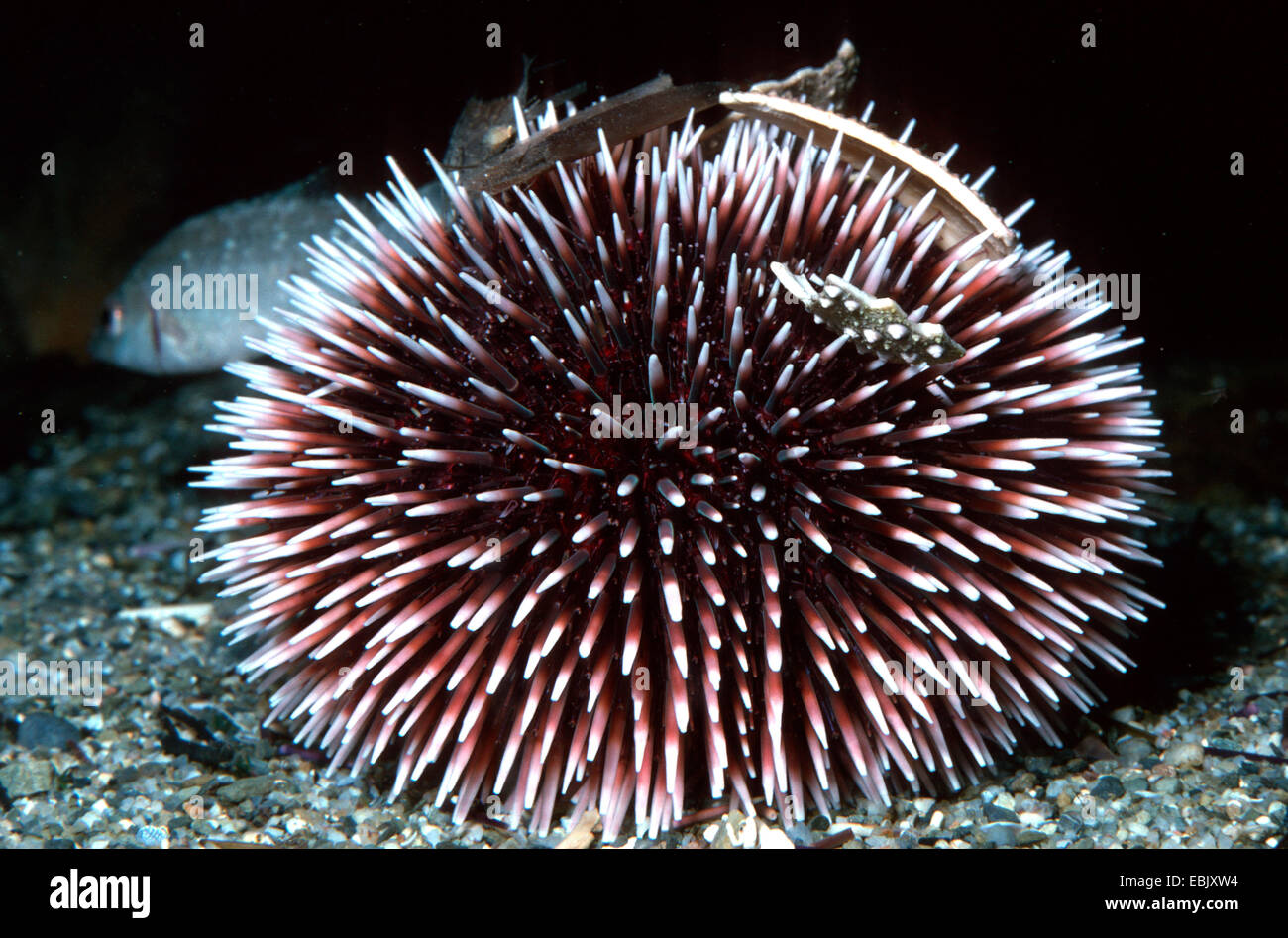 purple sea urchin, violet urchin (Sphaerechinus granularis), on sea ...