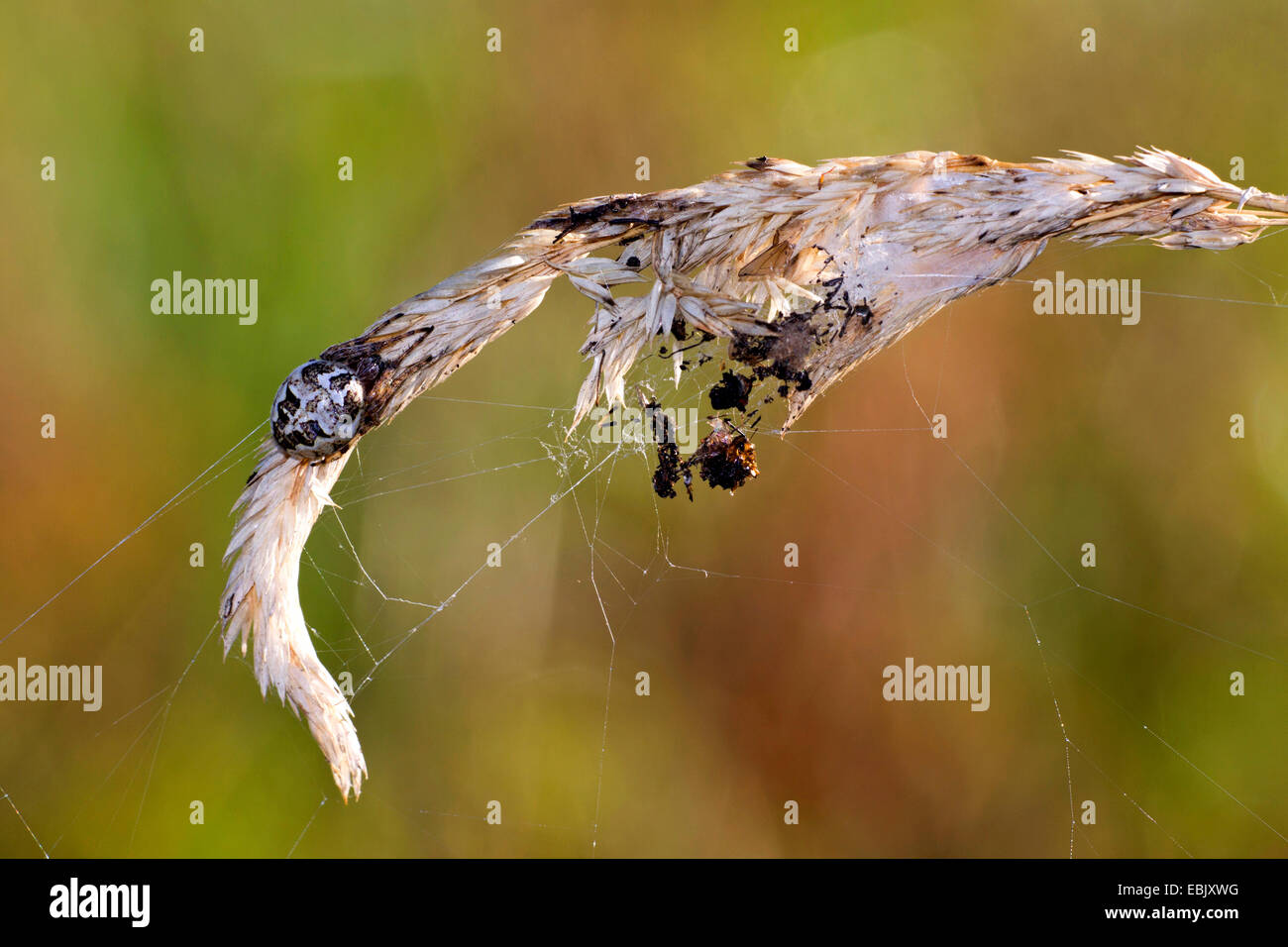 Larinioides cornutus spider araneidae hi-res stock photography and ...