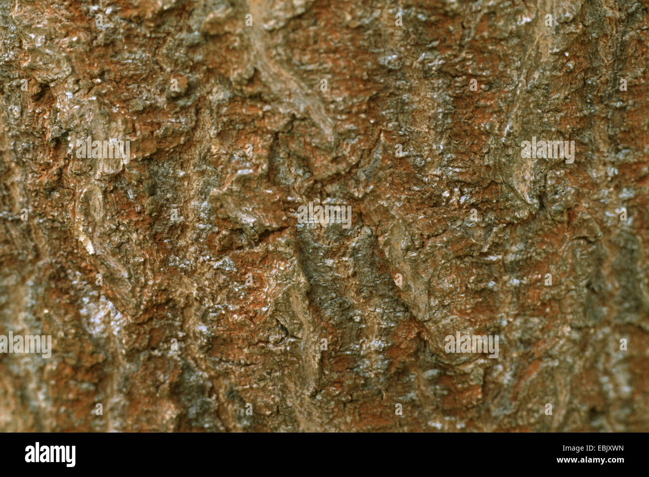 empress tree (Paulownia tomentosa), bark Stock Photo - Alamy