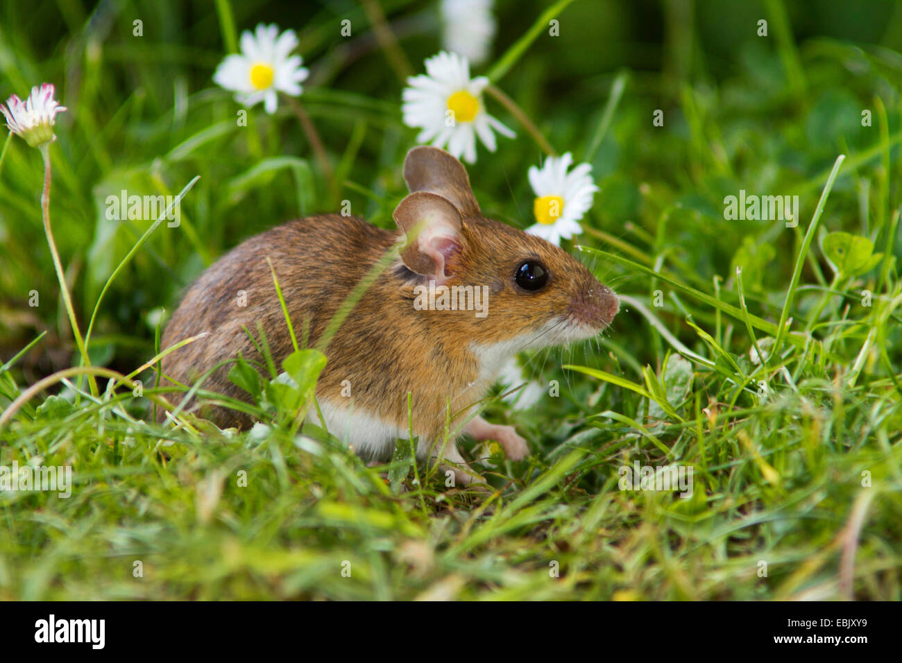 English mouse hi-res stock photography and images - Alamy