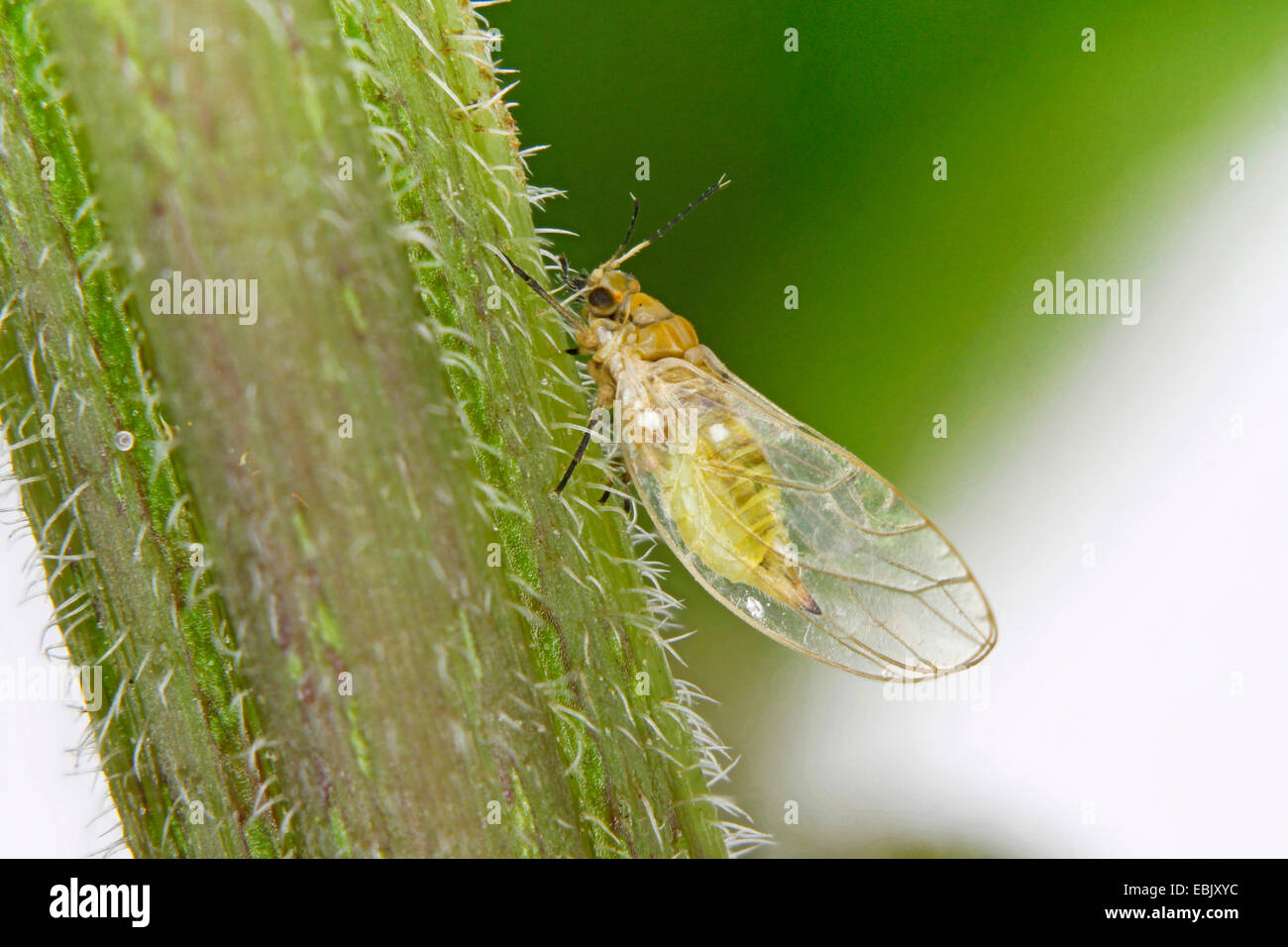 Trioza urticae hi-res stock photography and images - Alamy