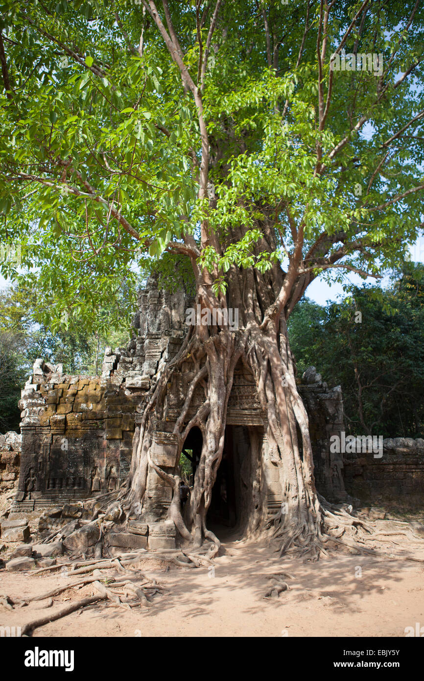 Ancient temple entrance covered by big tree root, Siem Reap, Cambodia ...