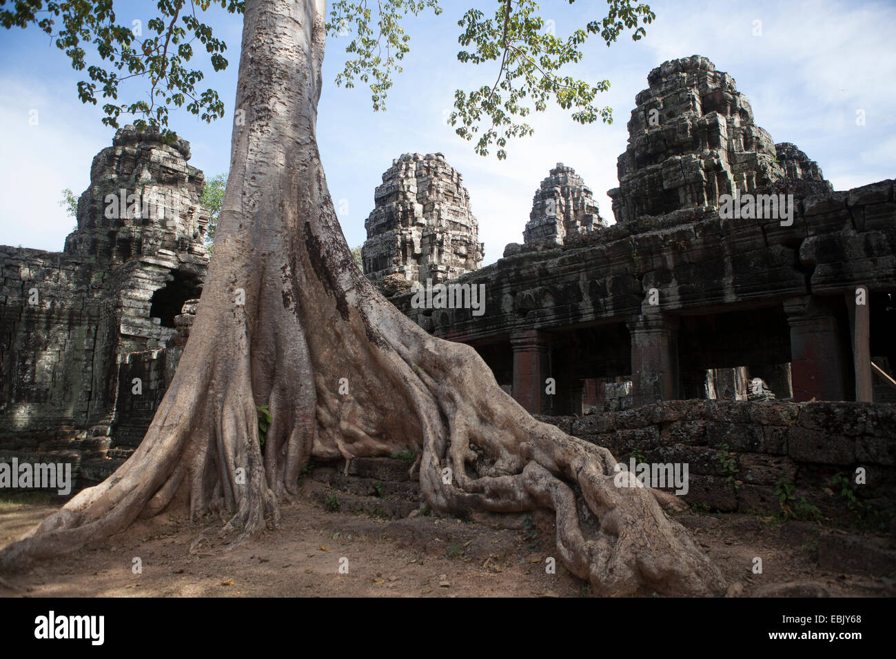 Ancient root hi-res stock photography and images - Alamy