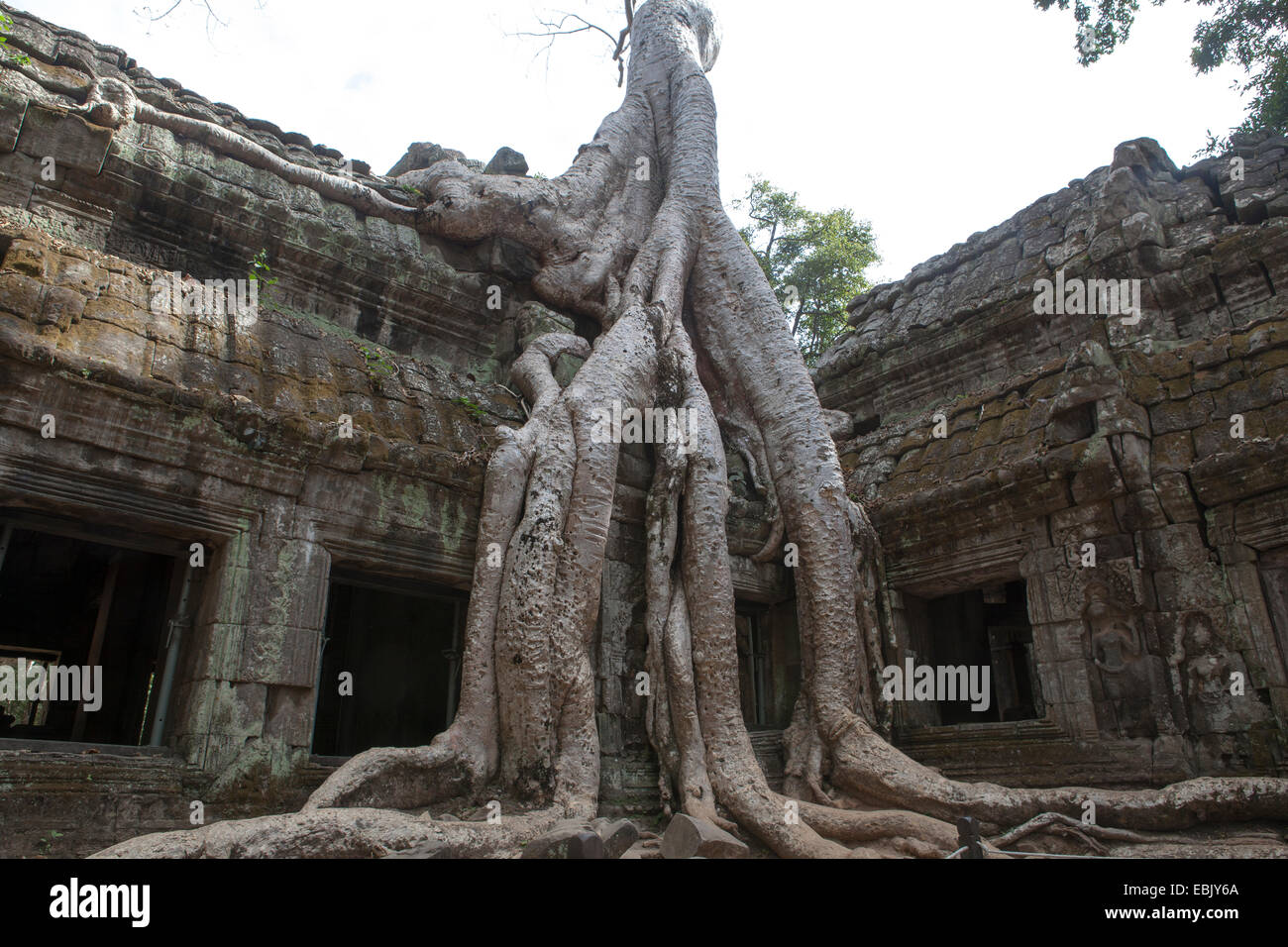 Root structures hi-res stock photography and images - Alamy