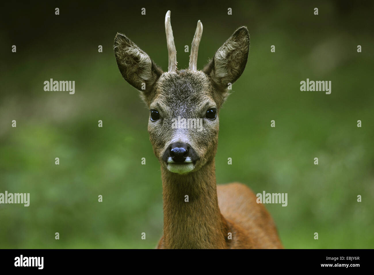 roe deer (Capreolus capreolus), young roe deer, Germany Stock Photo - Alamy