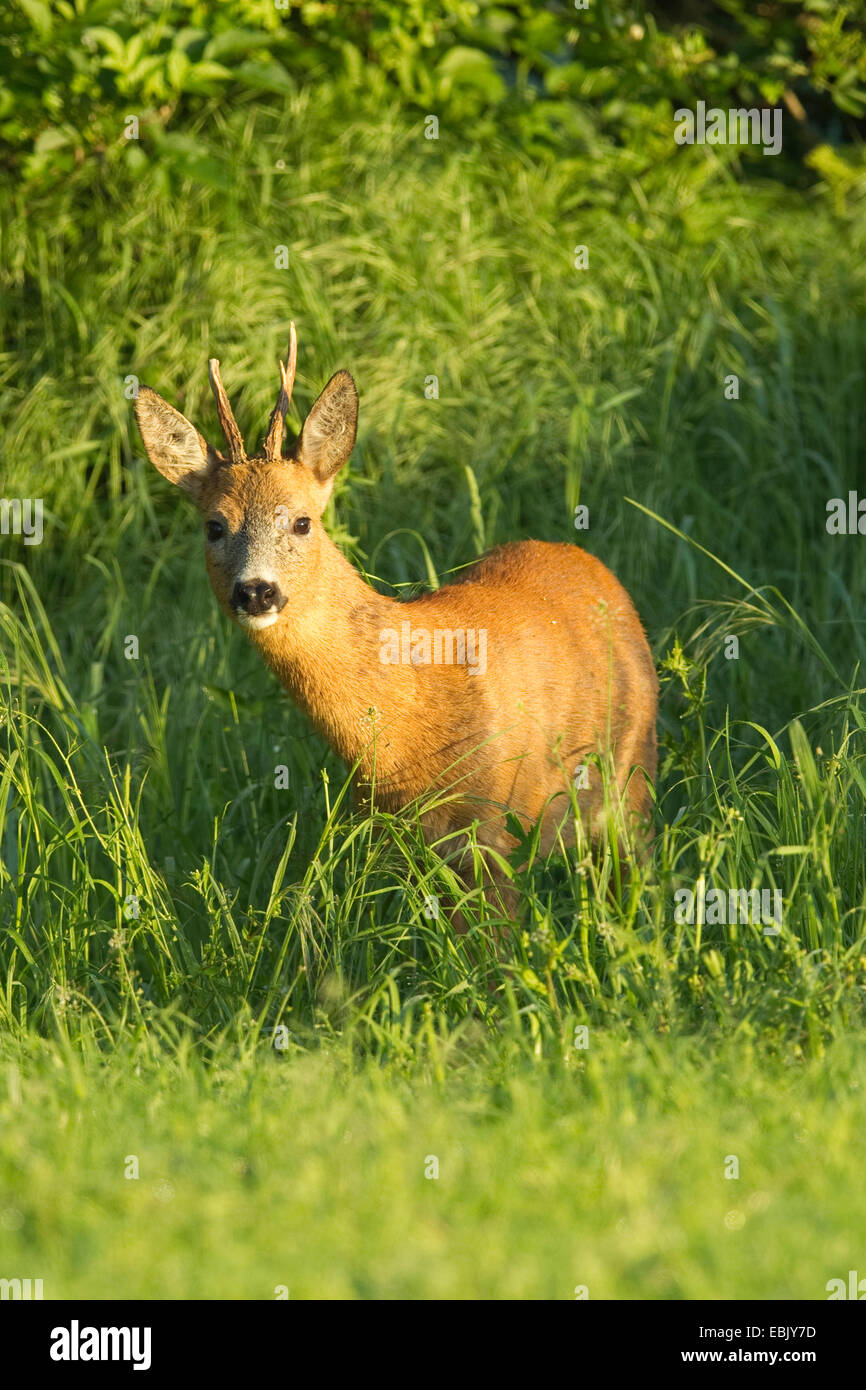 roe deer (Capreolus capreolus), roebuck in grass, Germany Stock Photo ...