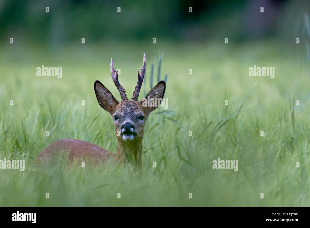 roe deer (Capreolus capreolus), buck in corn field, Germany, Schleswig ...