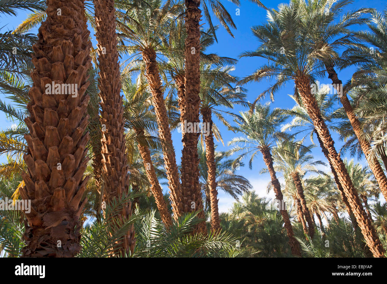 date palm (Phoenix dactylifera), view of palm stems and crowns in a ...