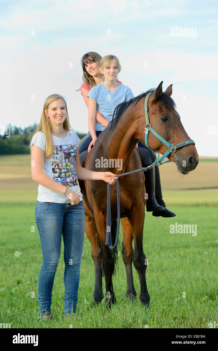 Hanoverian horse, German warmblood (Equus przewalskii f. caballus ...
