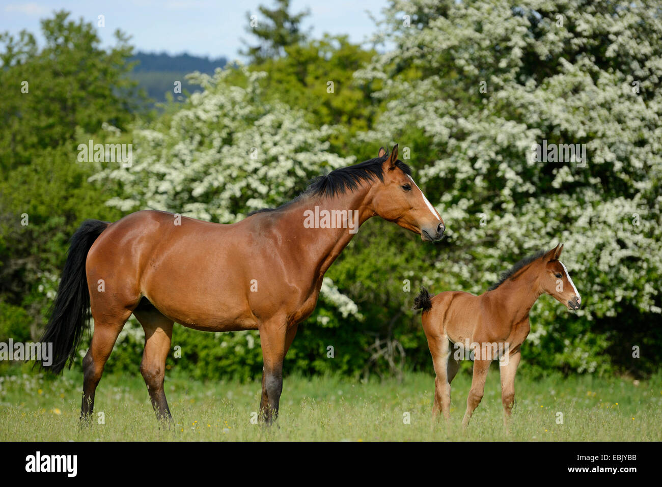 Hanoverian horse, German warmblood (Equus przewalskii f. caballus ...