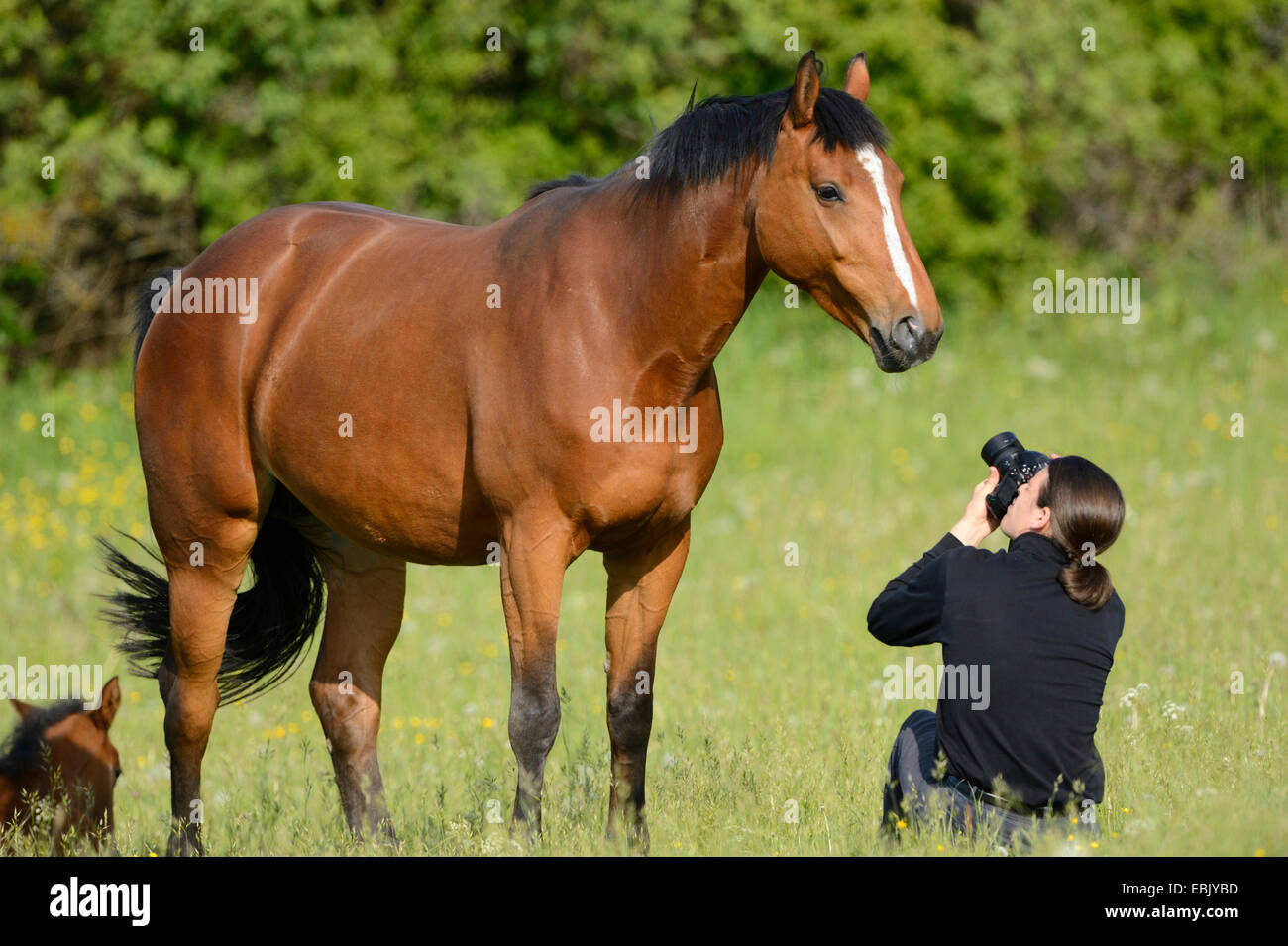 Hanoverian horse, German warmblood (Equus przewalskii f. caballus ...