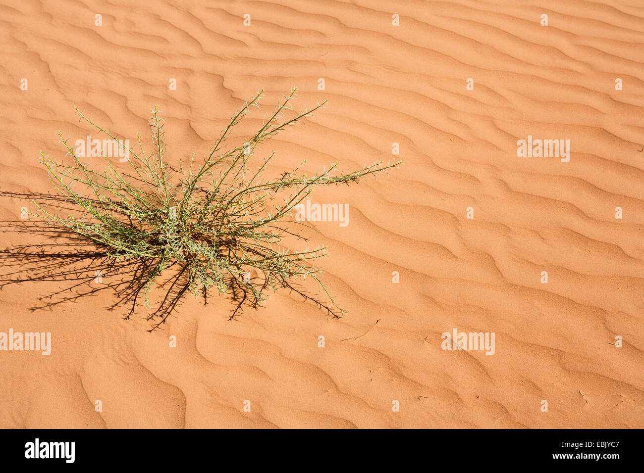 African desert plant hi-res stock photography and images - Alamy
