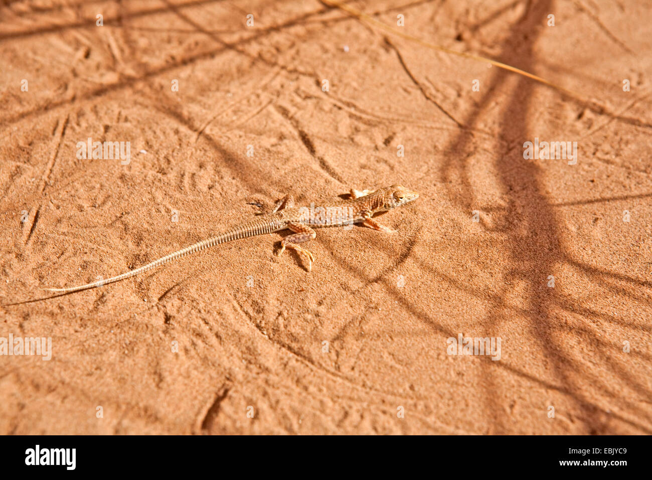 lizard in desert sand in South Morocco, Morocco, Souss-Massa-DaraÔ ...