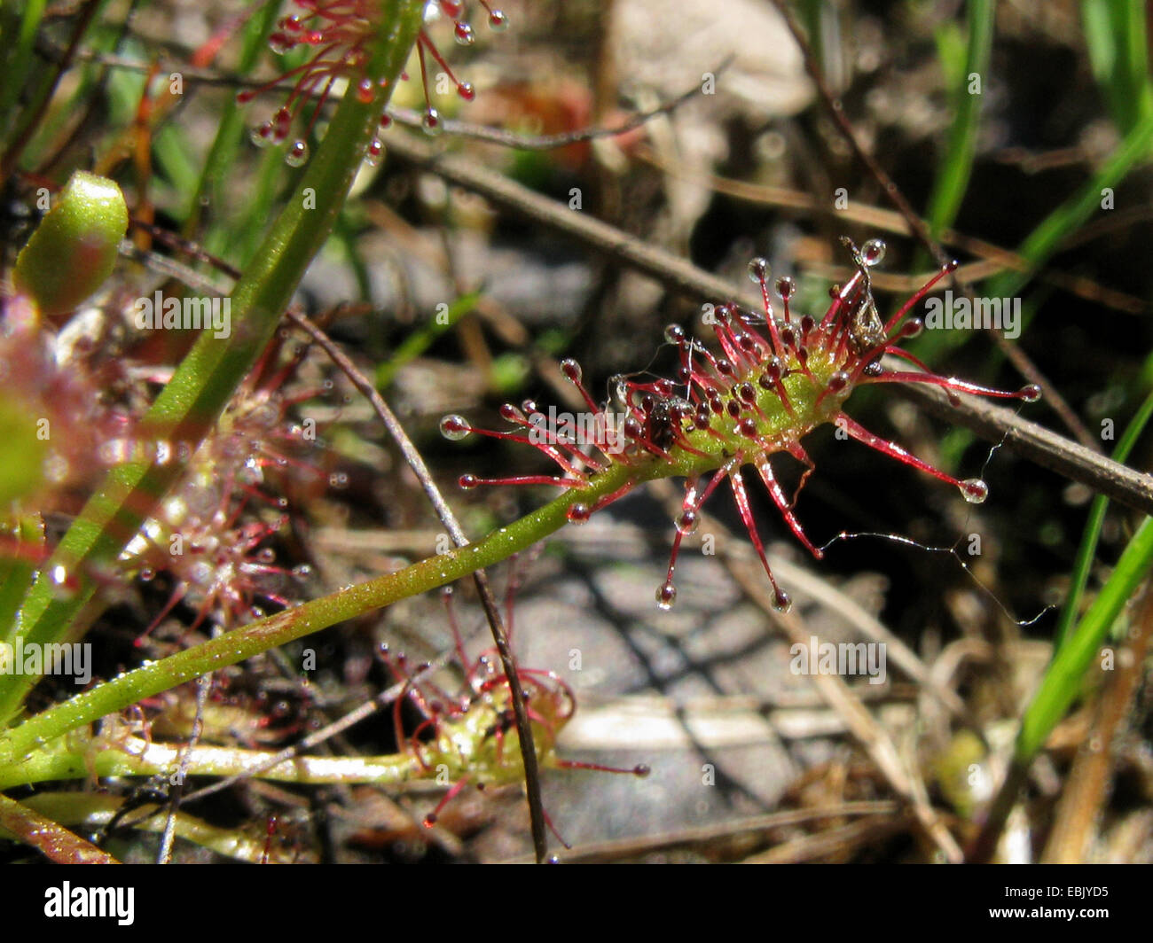 Long leaved sundew hi-res stock photography and images - Alamy