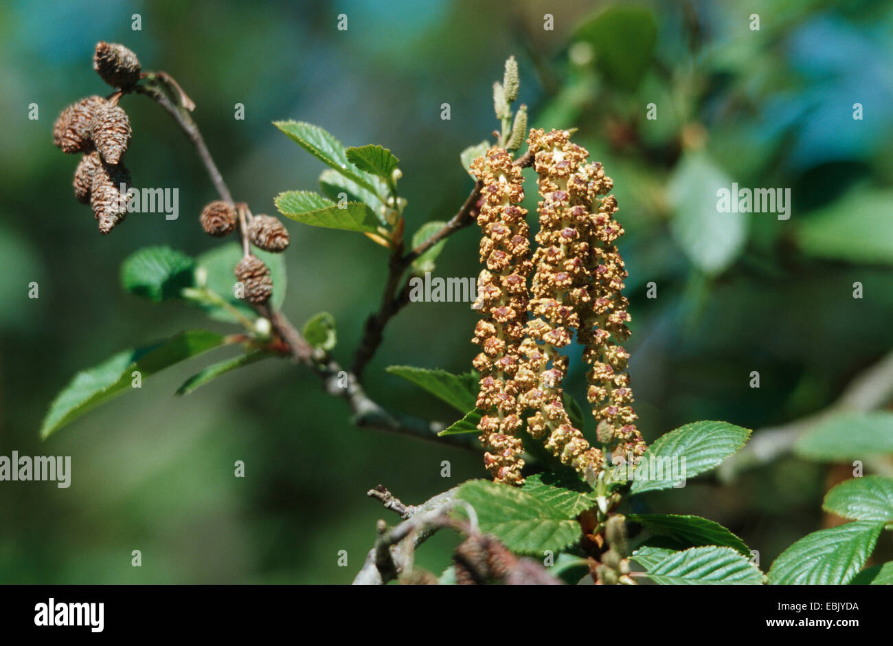 Green Alder (Alnus viridis), catkins Stock Photo - Alamy