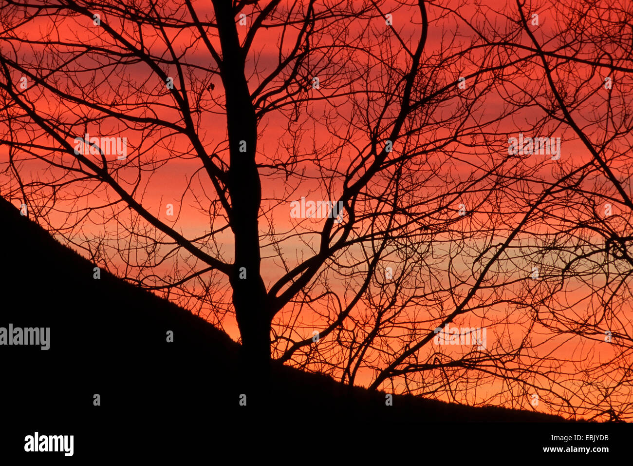 Green Alder (Alnus viridis), silhouette at sunset, Germany, Bavaria ...