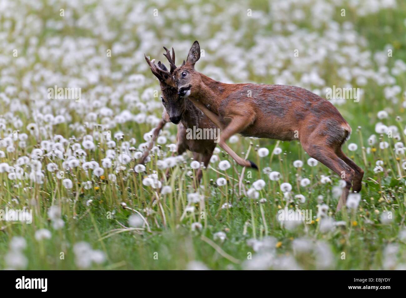 roe deer (Capreolus capreolus), two roe bucks fighting, Germany ...