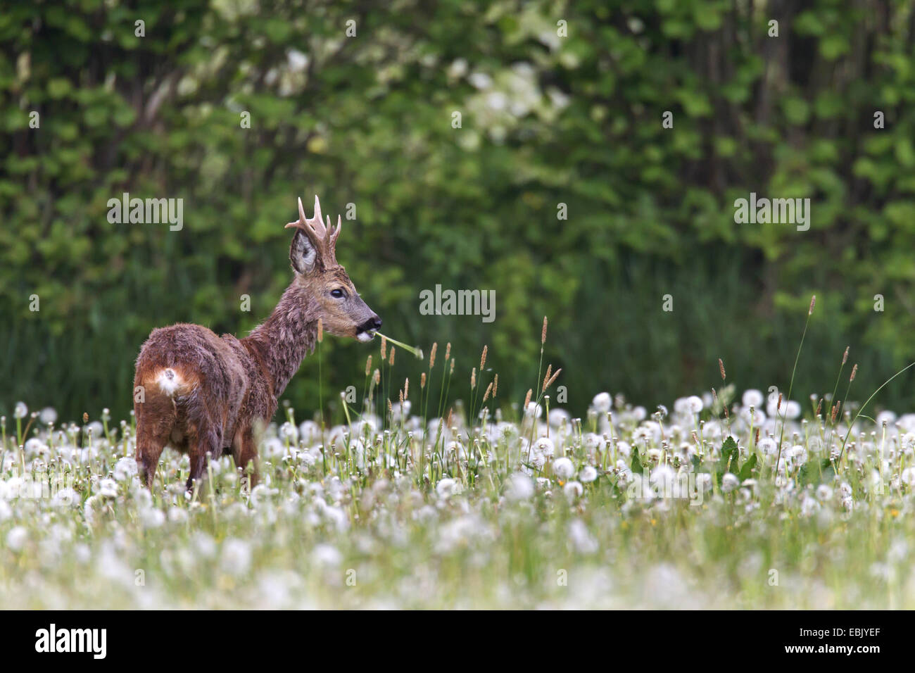 roe deer (Capreolus capreolus), buck changing fur, Germany, Schleswig ...