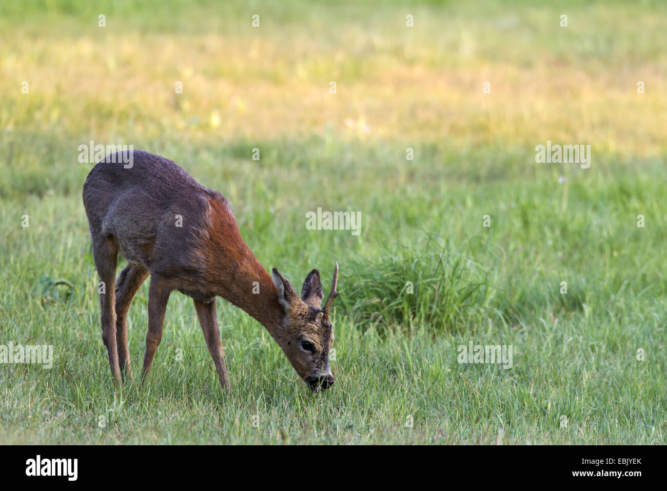 roe deer (Capreolus capreolus), buck a single horn grazing, Germany ...