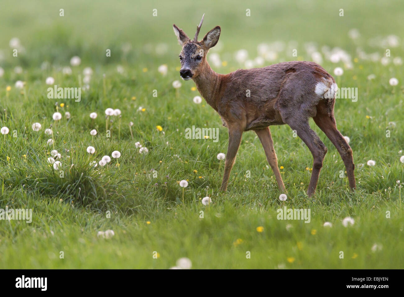 roe deer (Capreolus capreolus), buck with only one horn in a maedow ...