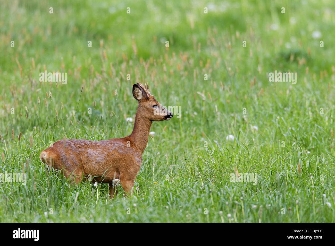 roe deer (Capreolus capreolus), buck in a meadow, Germany, Schleswig ...