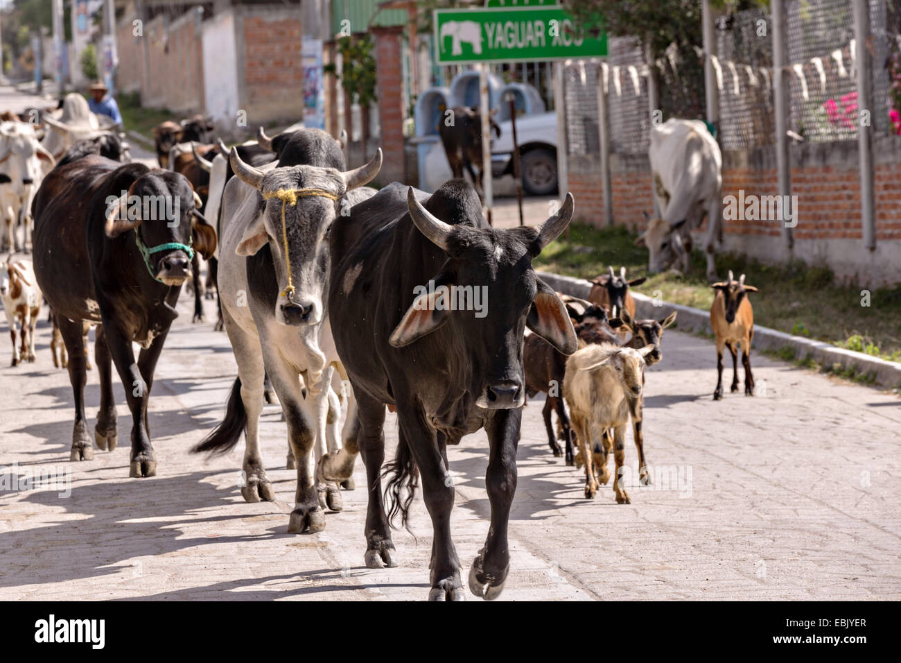 A mix of cattle, goats and sheep are herded down a village street by ...