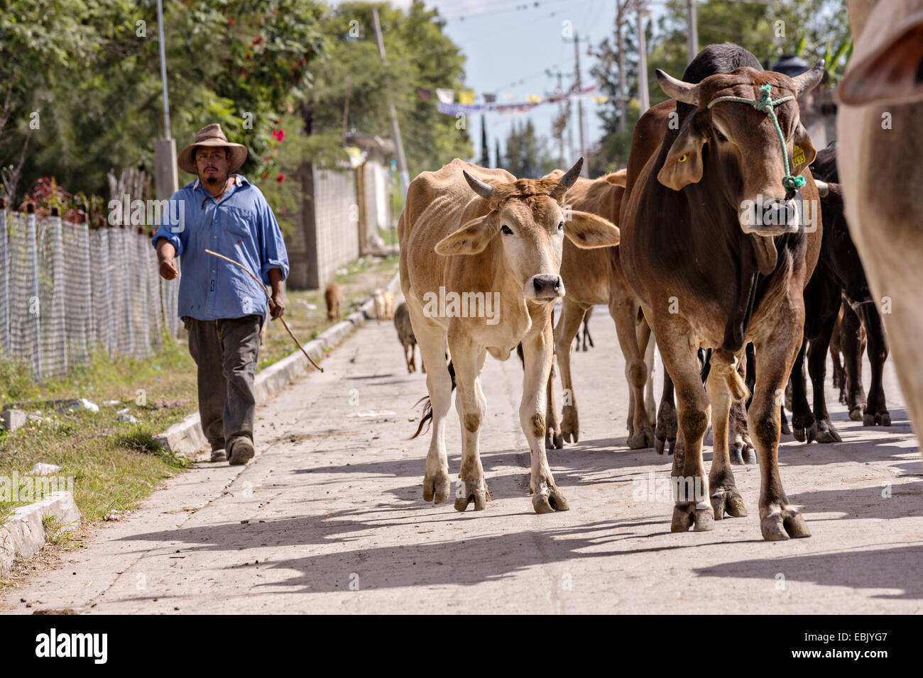 A mix of cattle, goats and sheep are herded down a village street by ...