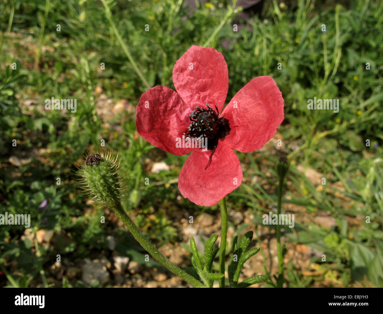 Poppy fruit hi-res stock photography and images - Alamy