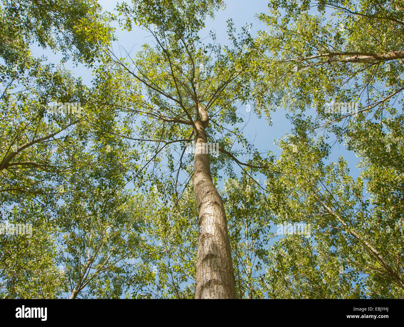 Low angle view of trees in forest Stock Photo - Alamy