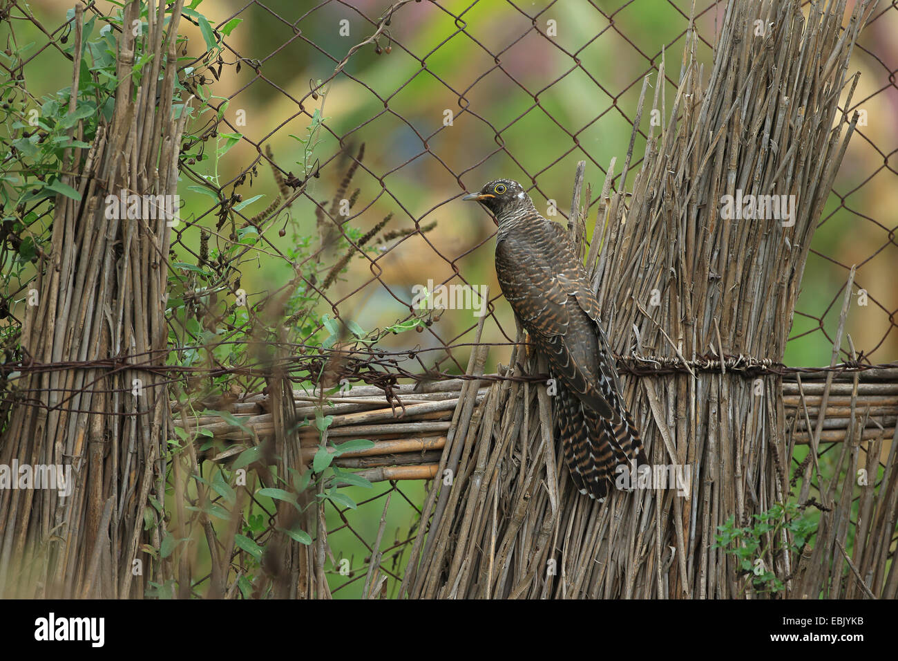 Cuckoo (Cuculus canorus Stock Photo - Alamy