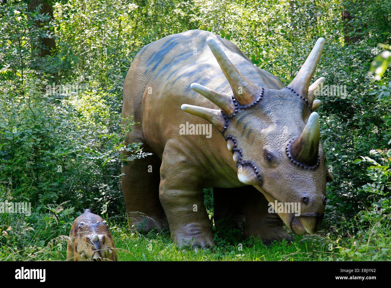 Styracosaurus (Styracosaurus), on a clearing with juvenile Stock Photo ...