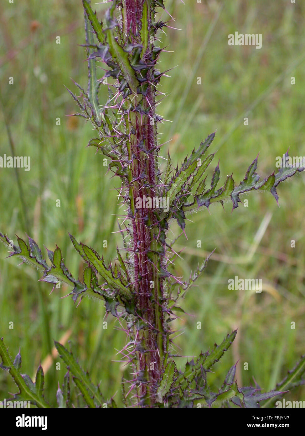 marsh thistle (Cirsium palustre), sprout, Germany Stock Photo - Alamy