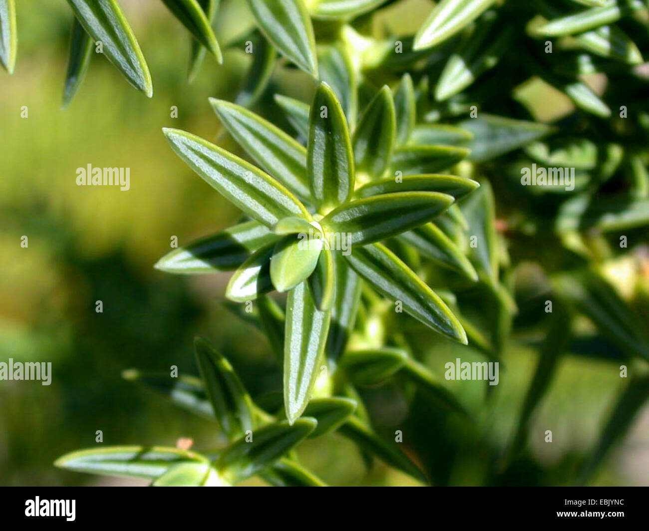 Syrian juniper (Juniperus drupacea, Arceuthos drupacea), branch Stock ...