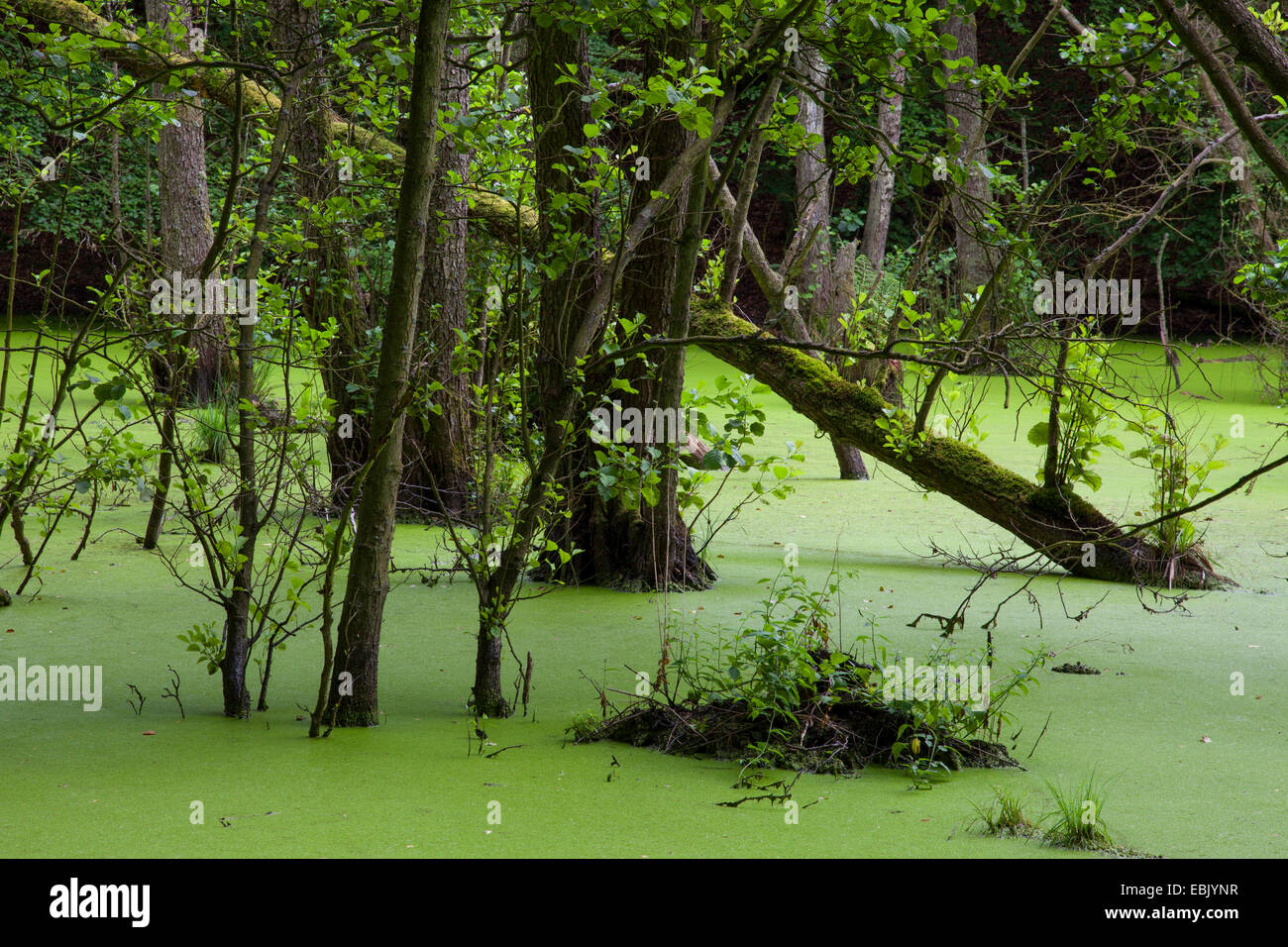 common alder, black alder, European alder (Alnus glutinosa), alder ...