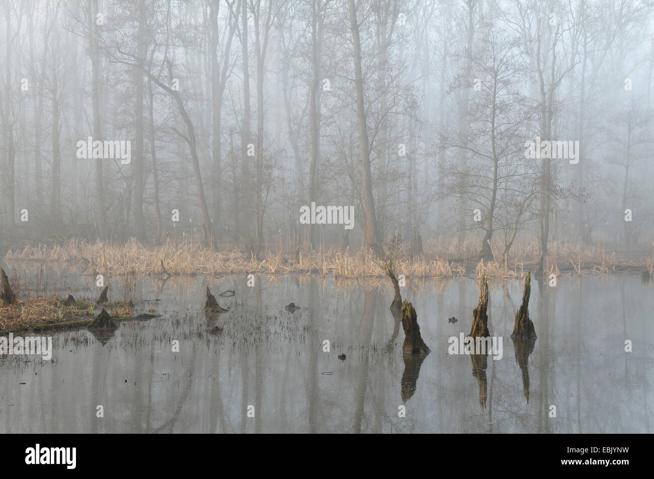 common alder, black alder, European alder (Alnus glutinosa), morning ...