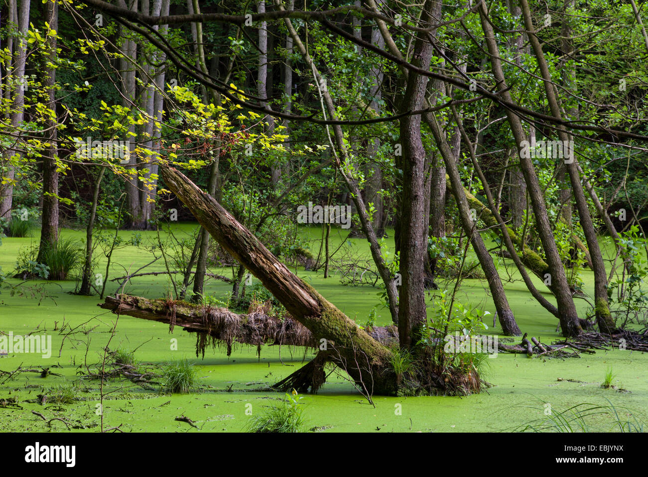 common alder, black alder, European alder (Alnus glutinosa), alder ...