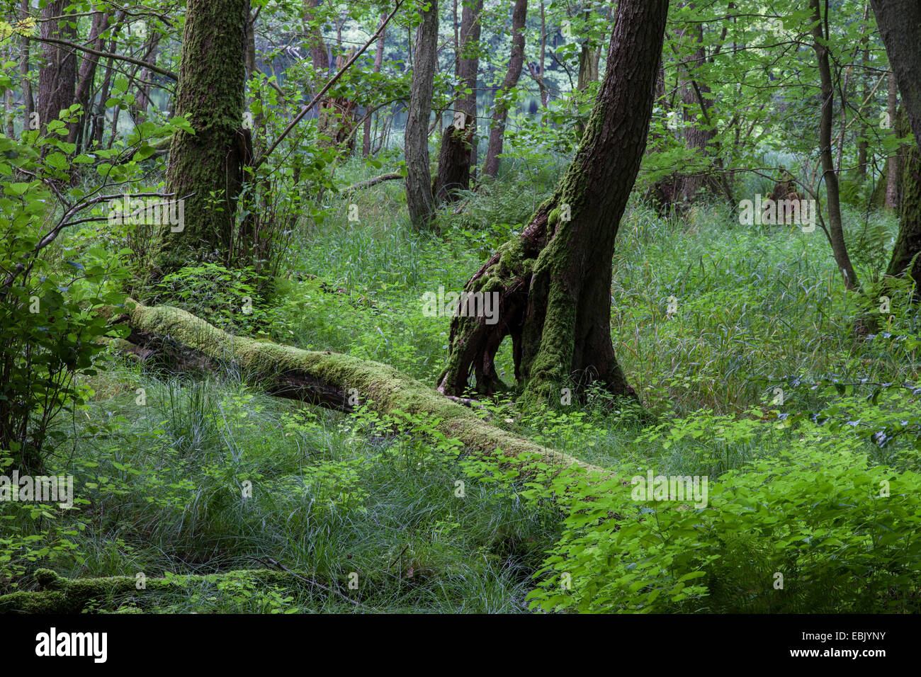 common alder, black alder, European alder (Alnus glutinosa), alder ...