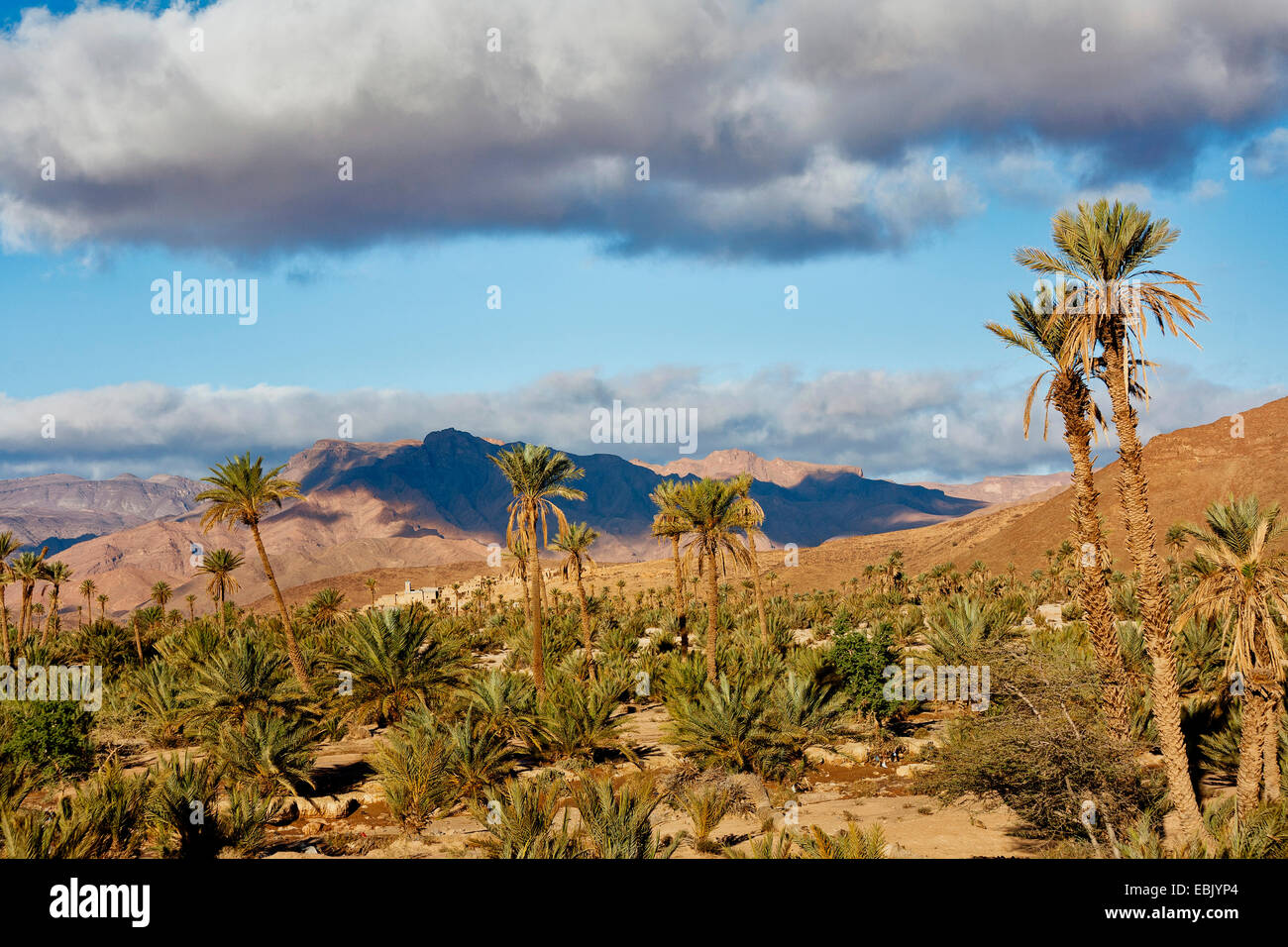 date palm (Phoenix dactylifera), palm oasis in sahara, Morocco, Souss ...